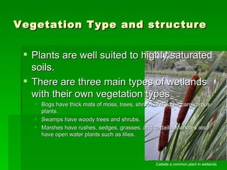 Freshwater inland wetlands | PPT