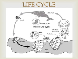 Freshwater Mussel Life Cycle