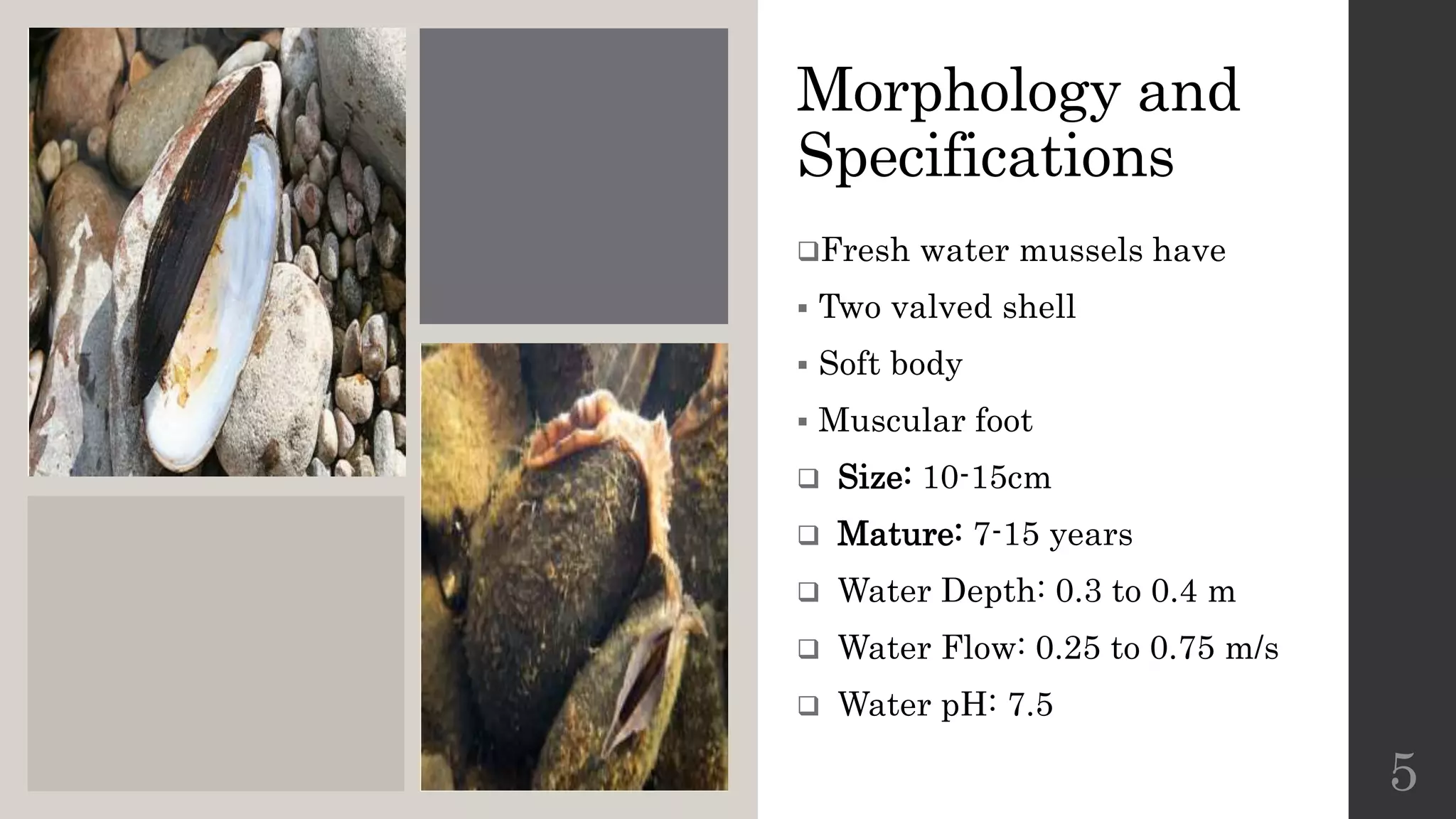 Freshwater Pearl Mussel (Margaritifera margaritifera): An iconic specie ...