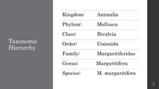 Freshwater Pearl Mussel (Margaritifera margaritifera): An iconic specie ...