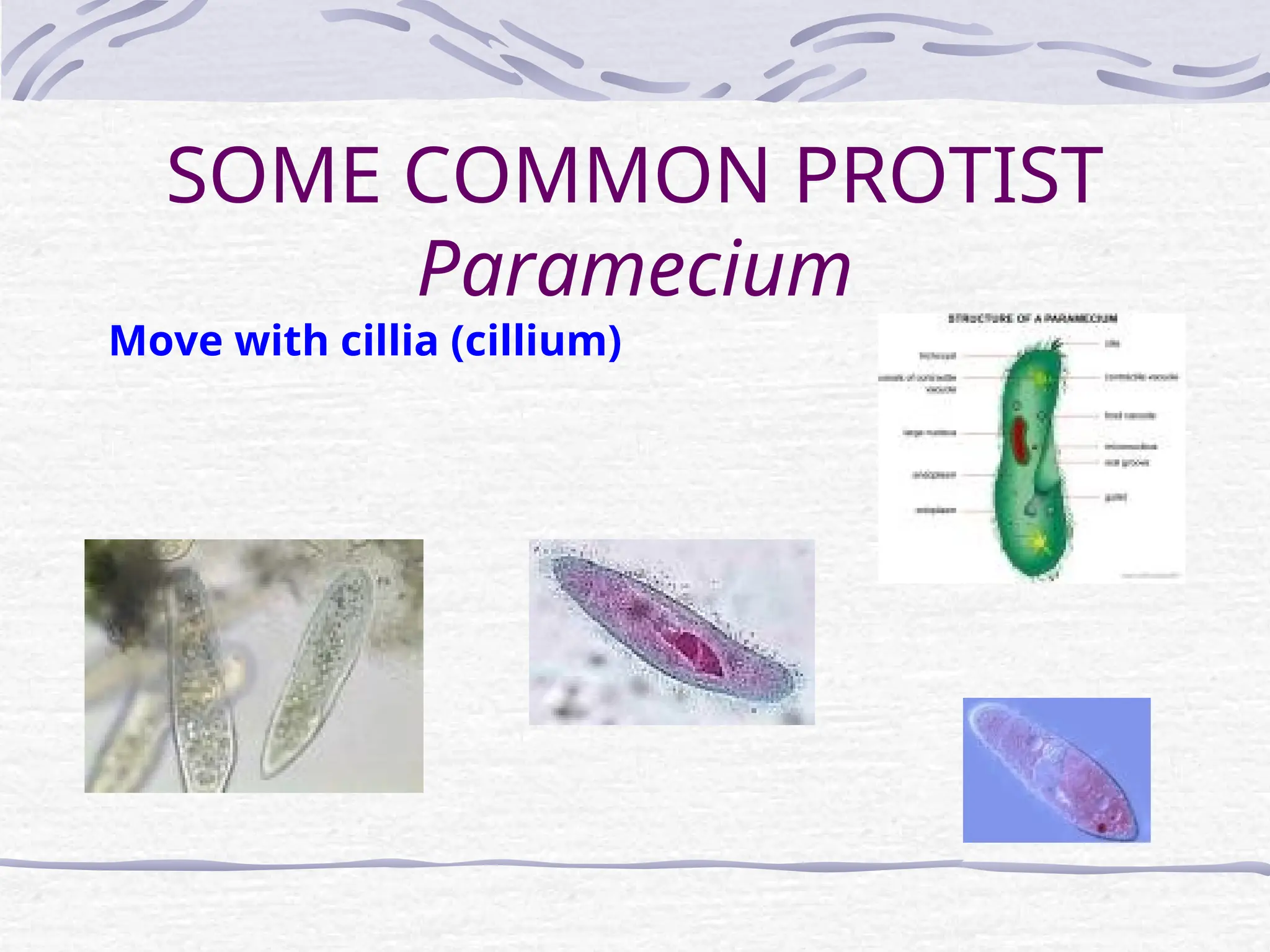 FRESHWATERPLANKTON slide presentasi about plankton.ppt