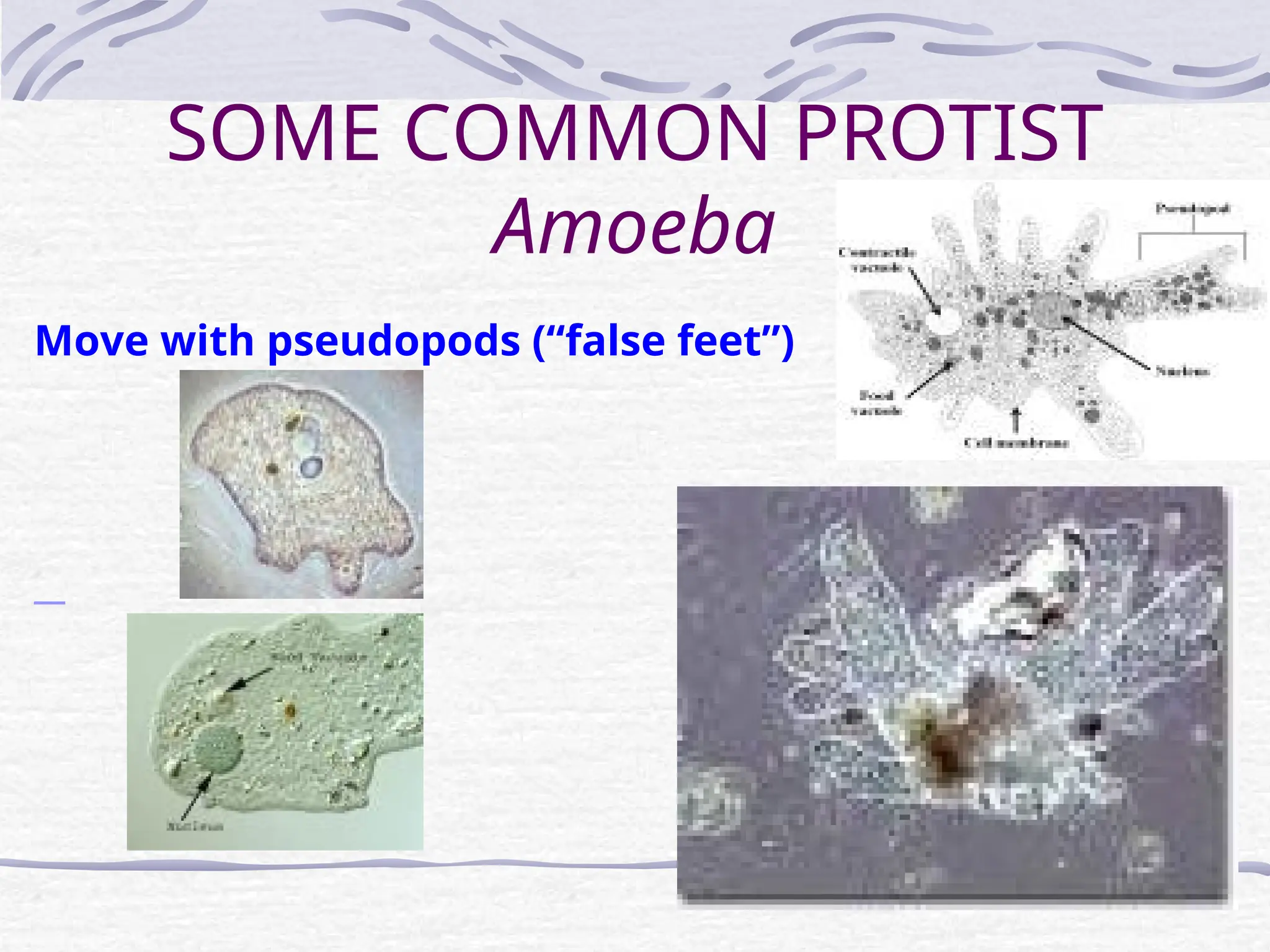 FRESHWATERPLANKTON slide presentasi about plankton.ppt