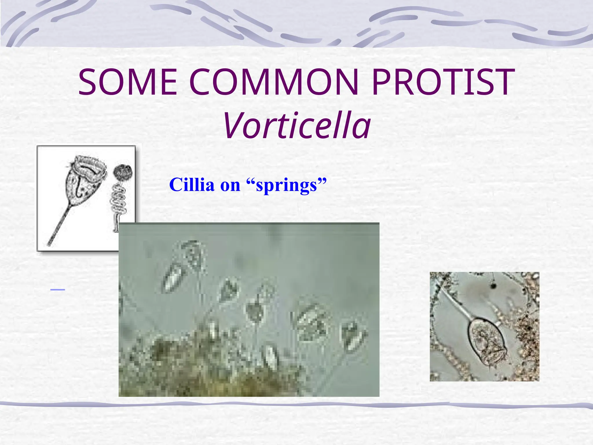 FRESHWATERPLANKTON slide presentasi about plankton.ppt