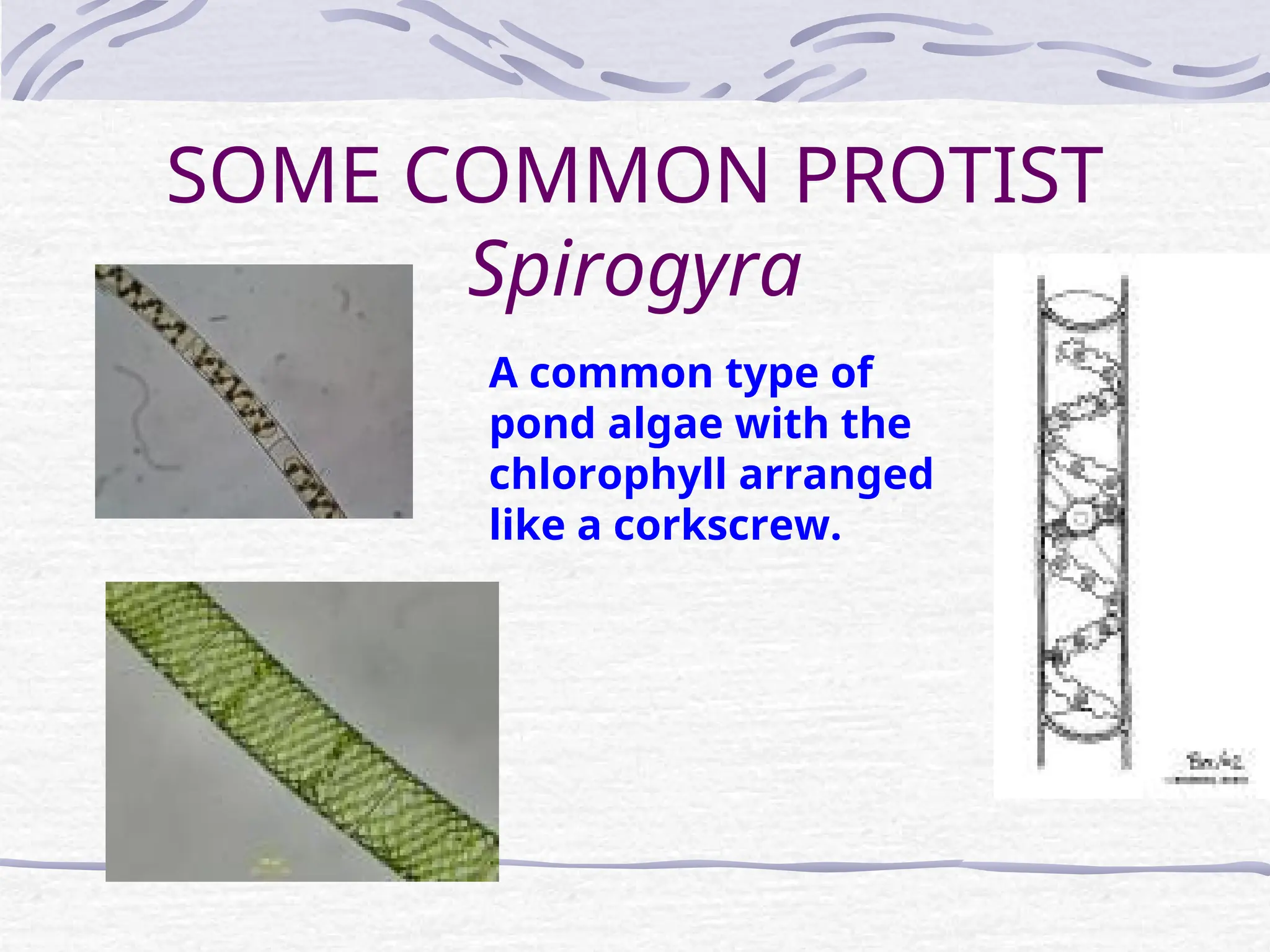 FRESHWATERPLANKTON slide presentasi about plankton.ppt