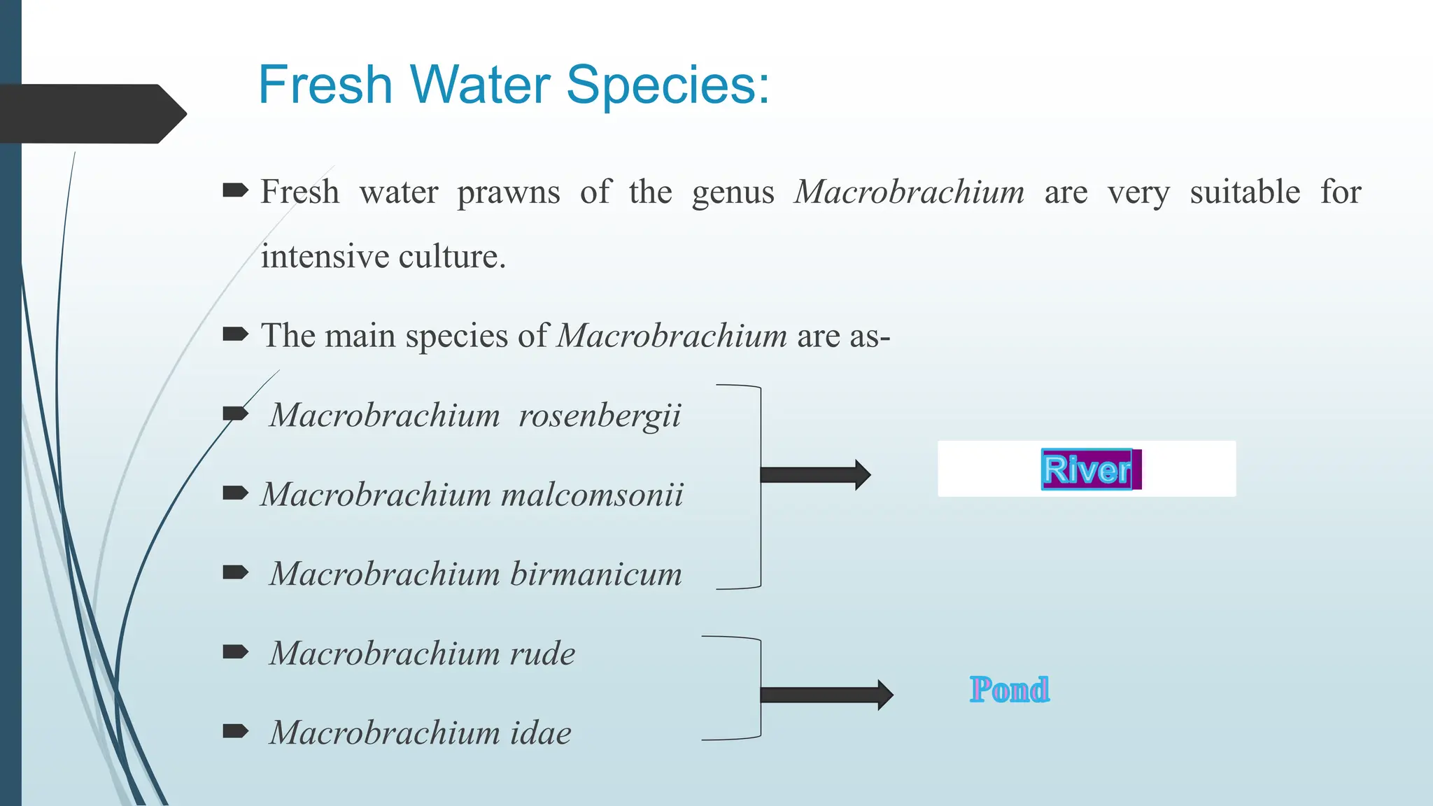 fresh water prawn.pptx