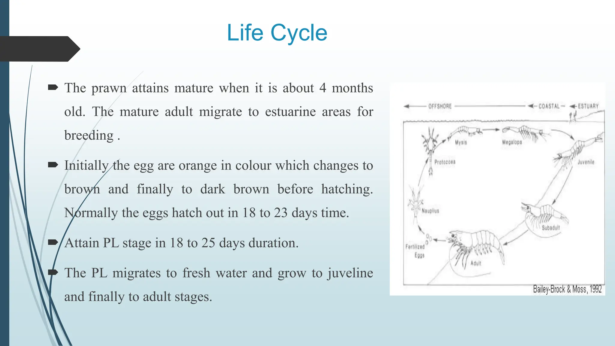 fresh water prawn.pptx