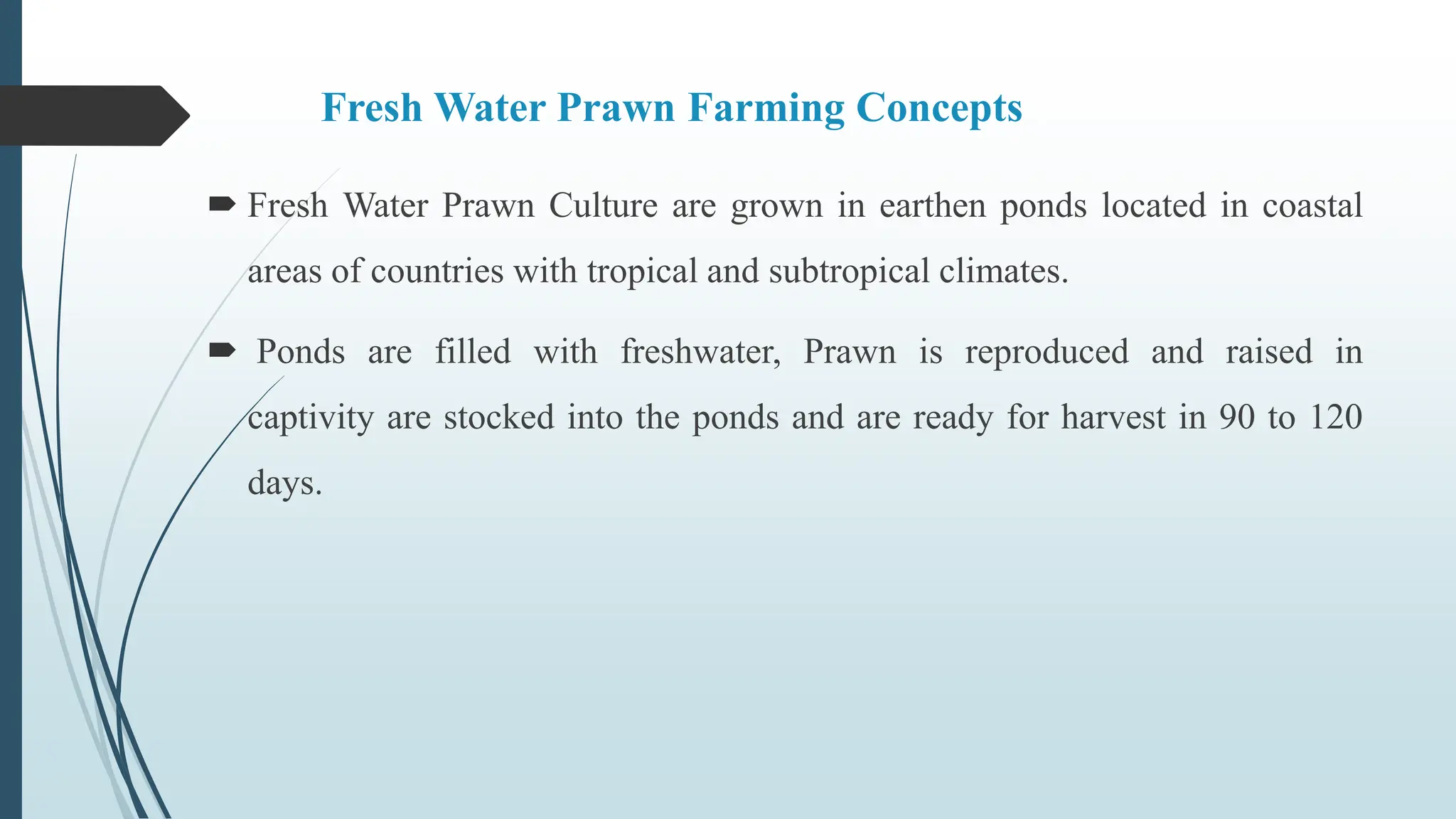 fresh water prawn.pptx