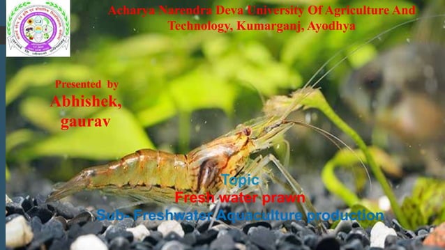 fresh water prawn.pptx