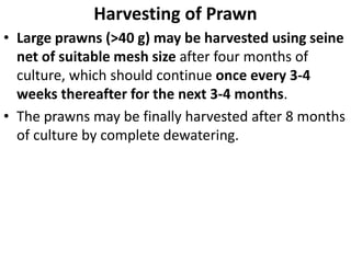 Fresh water prawn breeding and culture | PPTX