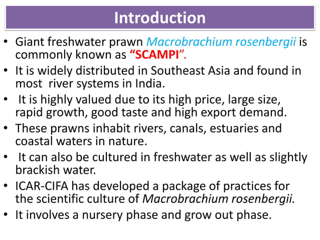 Fresh water prawn breeding and culture | PPTX