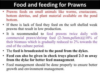 Fresh water prawn breeding and culture | PPTX
