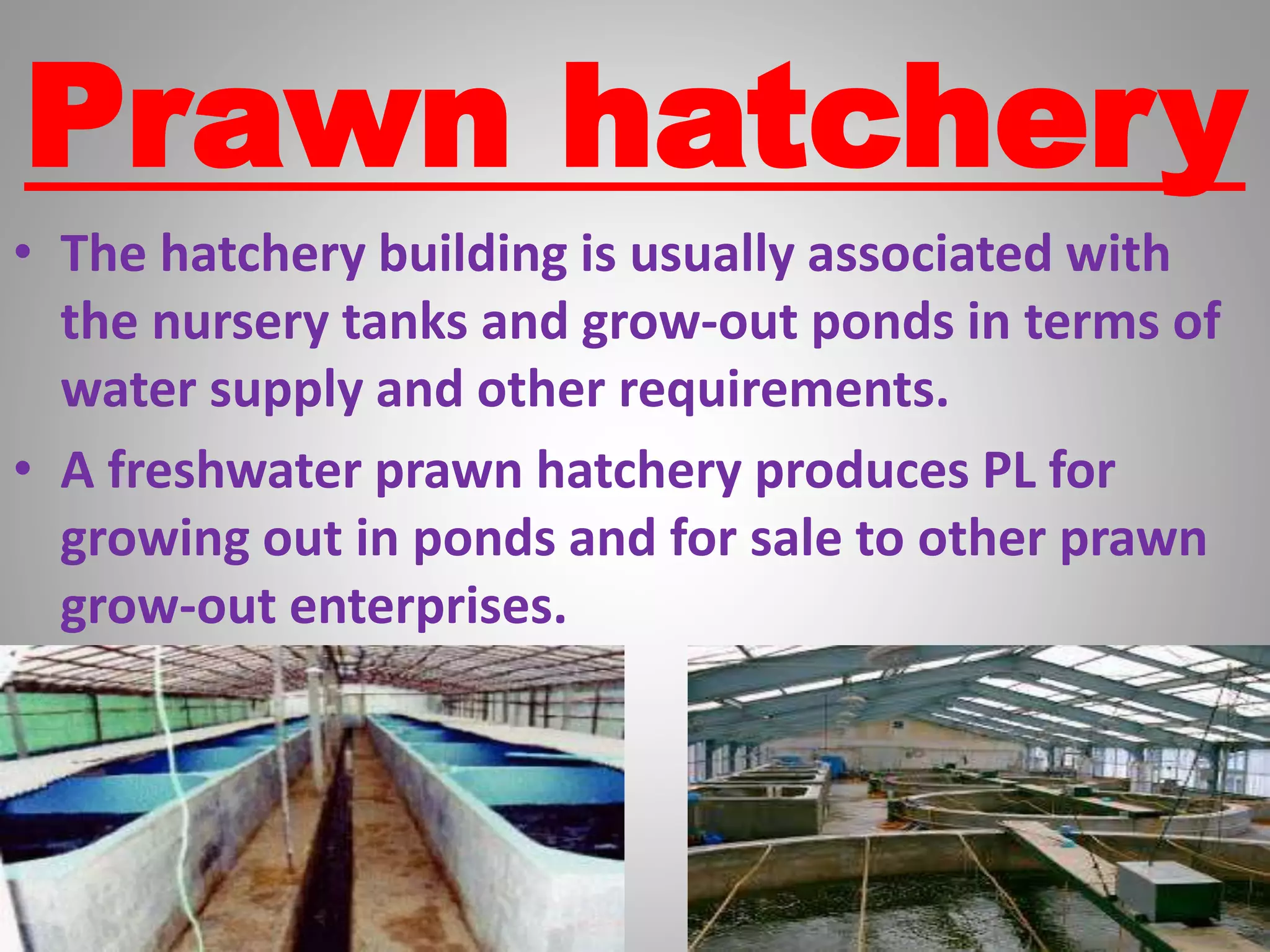 Fresh water prawn culture | PPTX