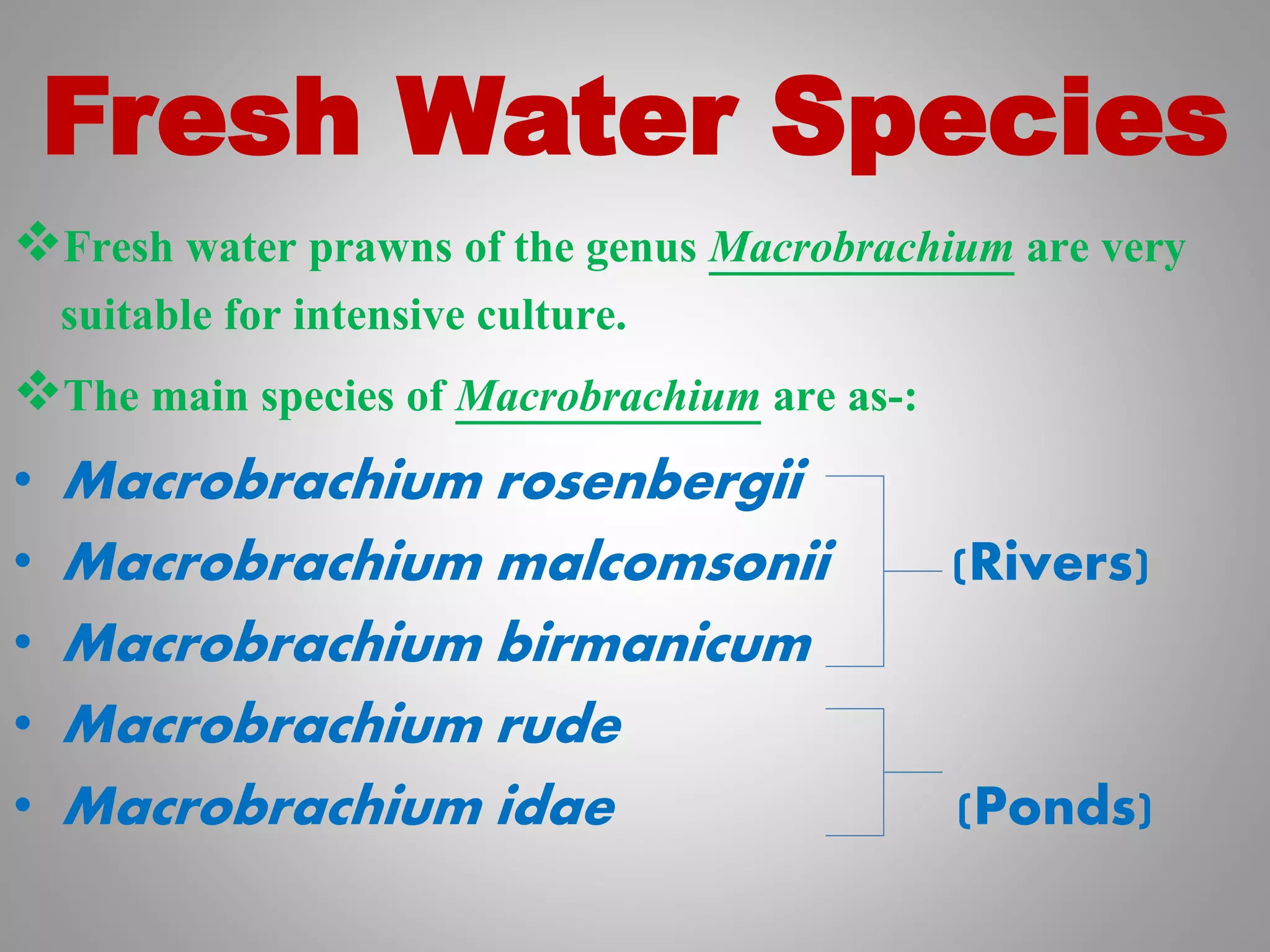 Fresh water prawn culture | PPTX