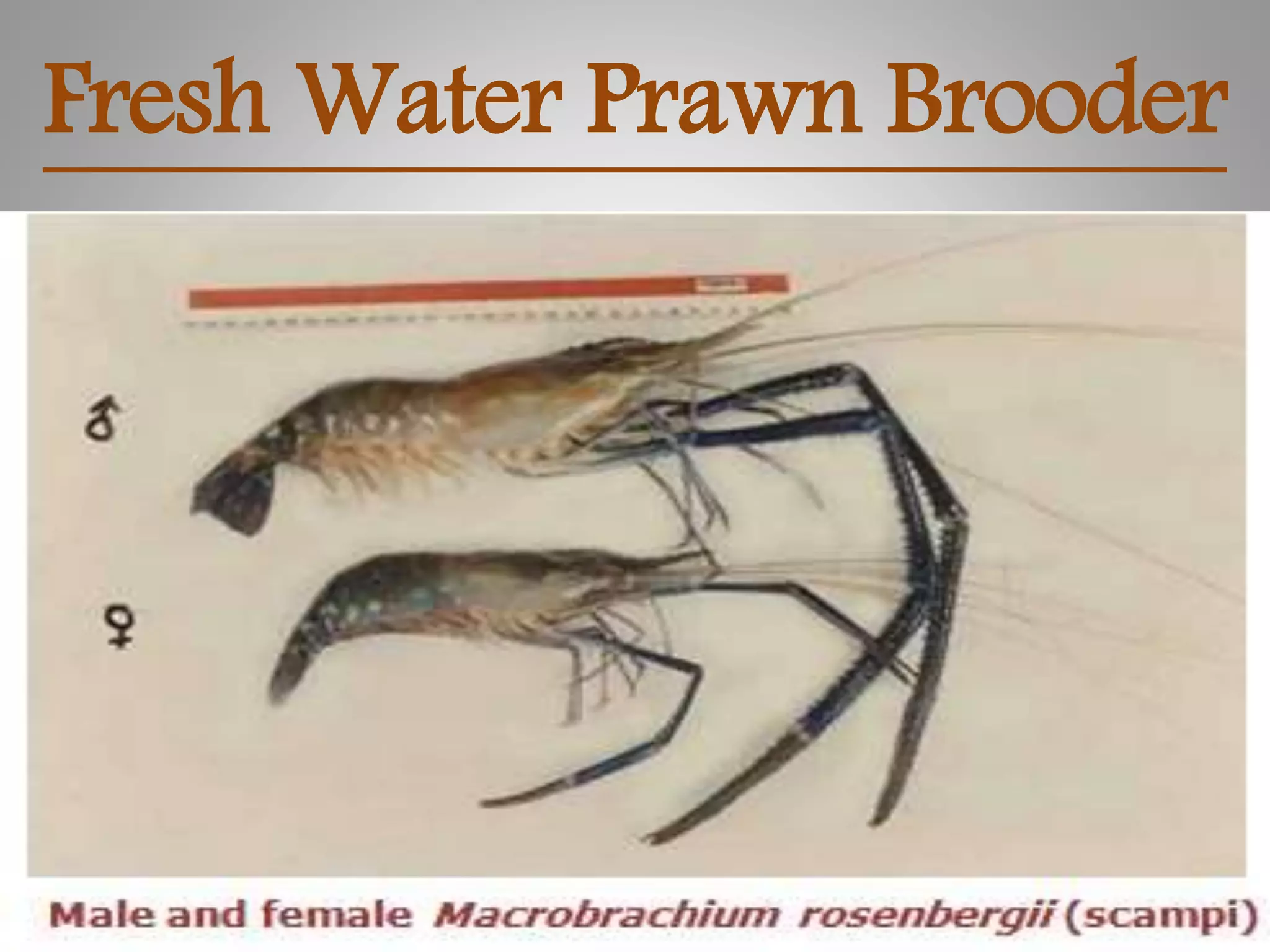Fresh water prawn culture | PPTX