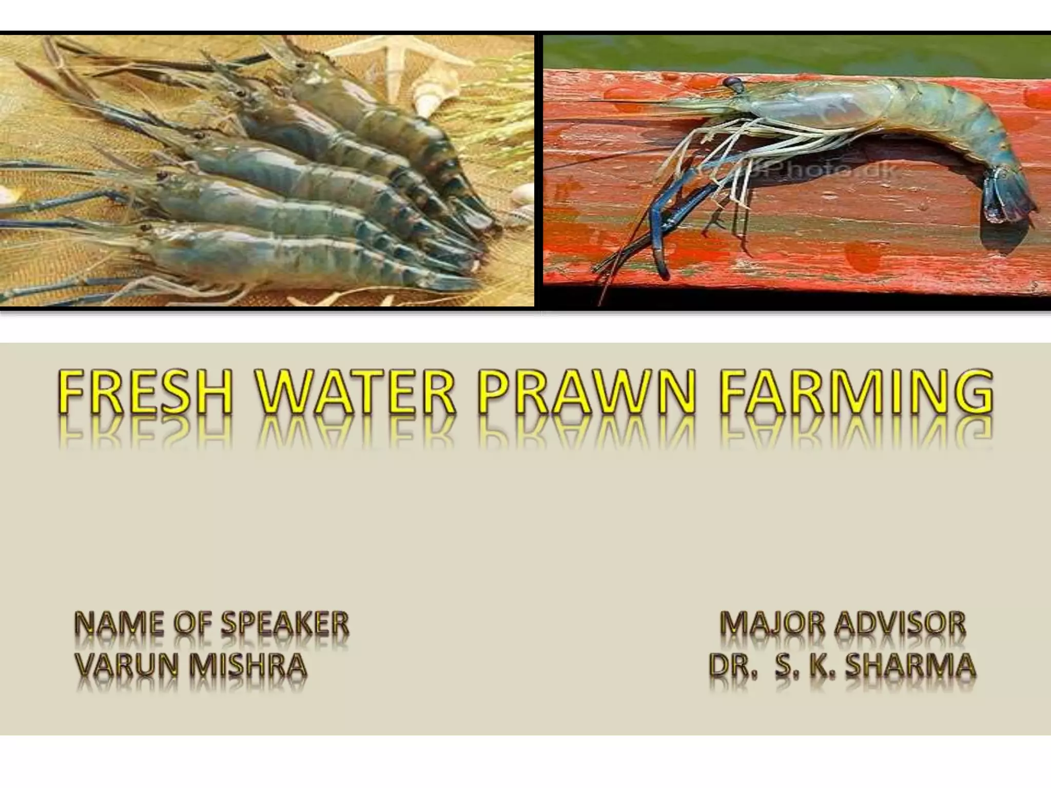 Fresh water prawn farming | PPTX
