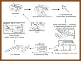 Fresh water prawn farming | PPTX