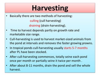 Fresh water prawn farming | PPTX