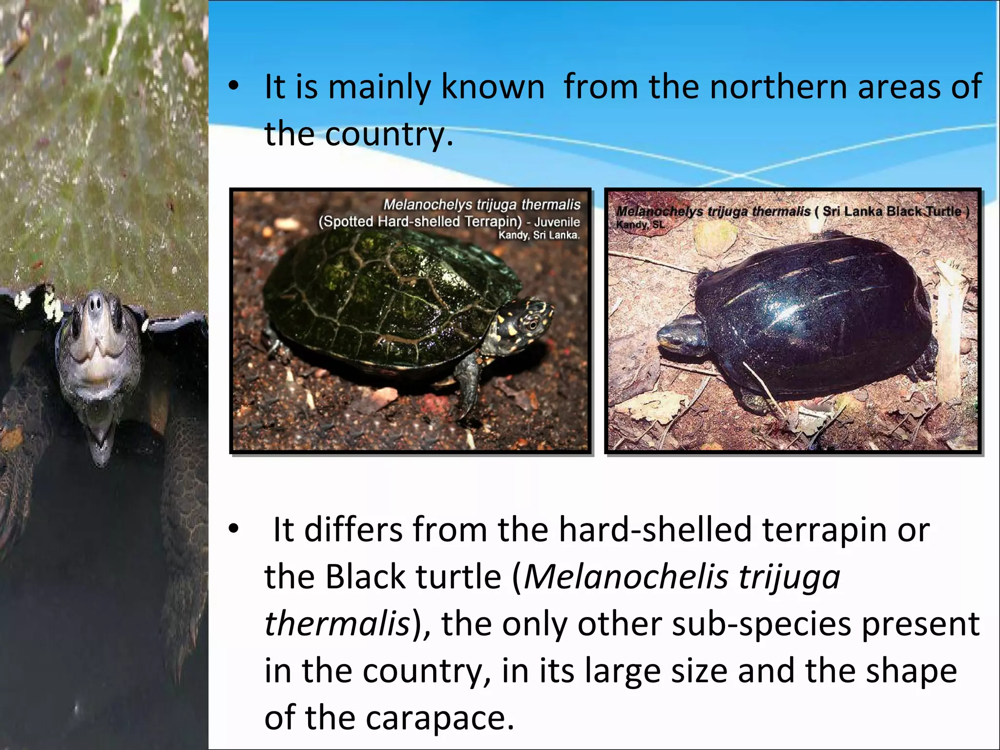 Freshwater terrapins | PPT | Reptiles | Pets