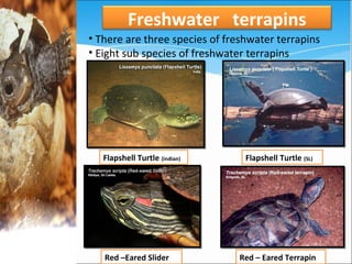 Freshwater terrapins | PPT | Reptiles | Pets