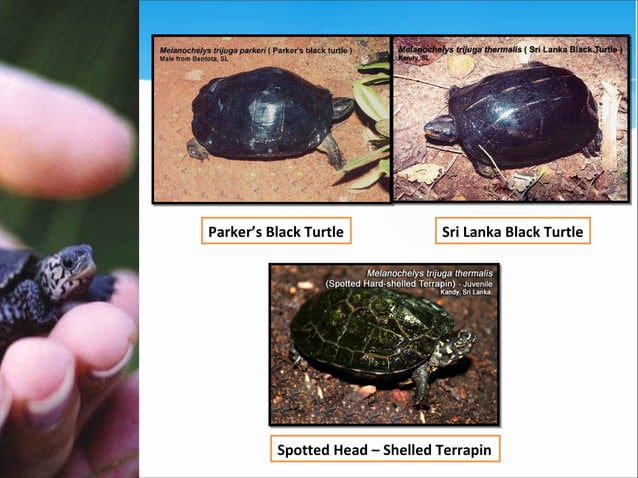Freshwater terrapins | PPT | Reptiles | Pets