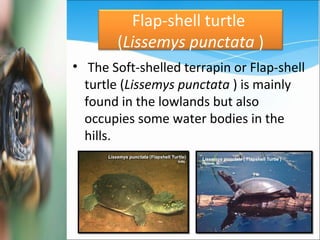 Freshwater terrapins | PPT