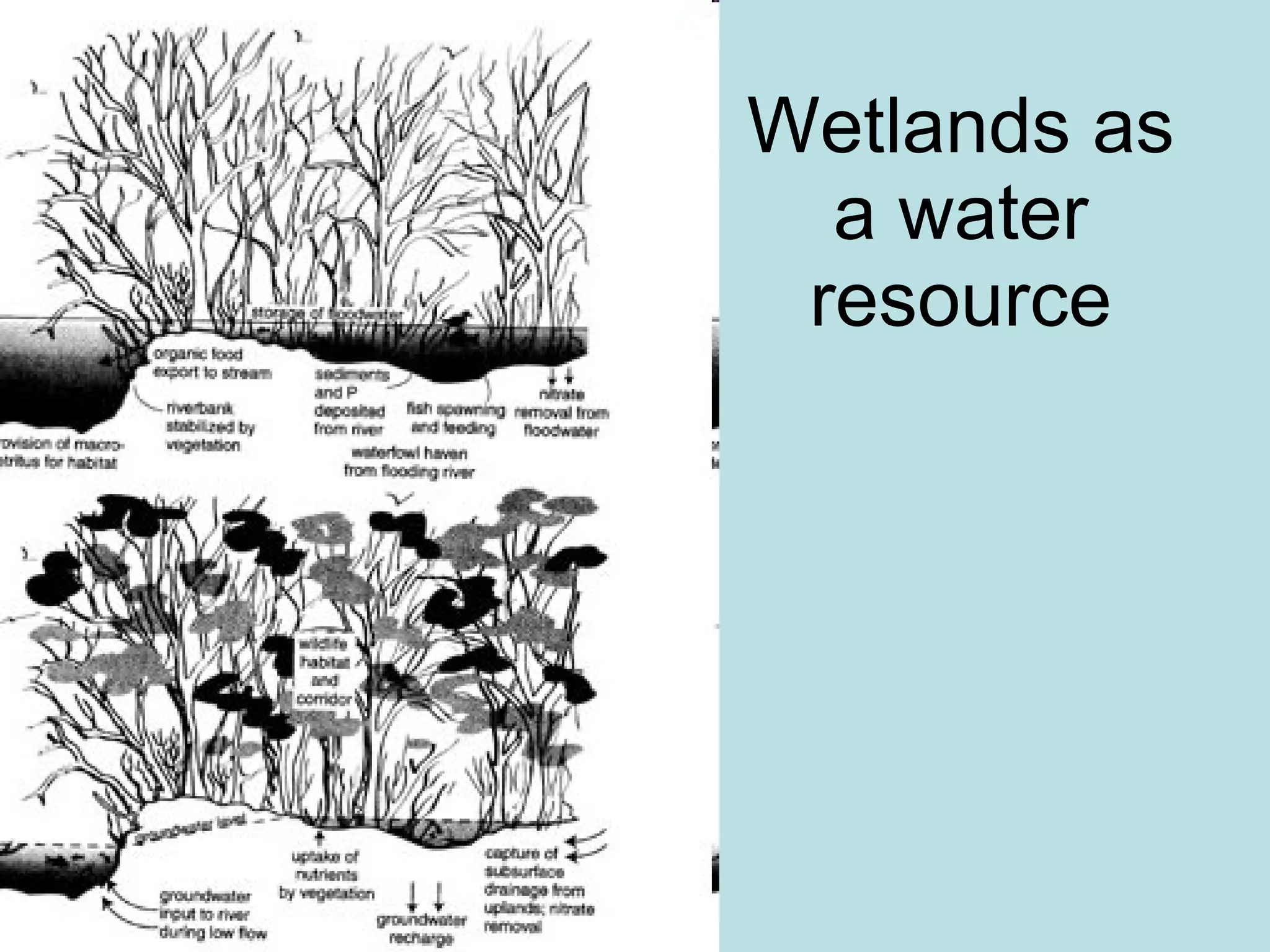 IB Geography Freshwater wetland management | PPT