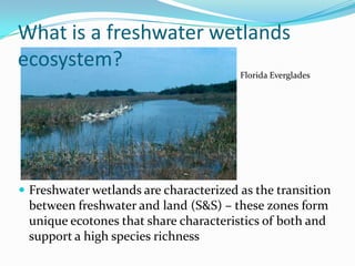 Freshwater Wetlands | PPTX