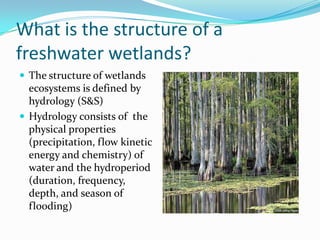 Freshwater Wetlands | PPTX