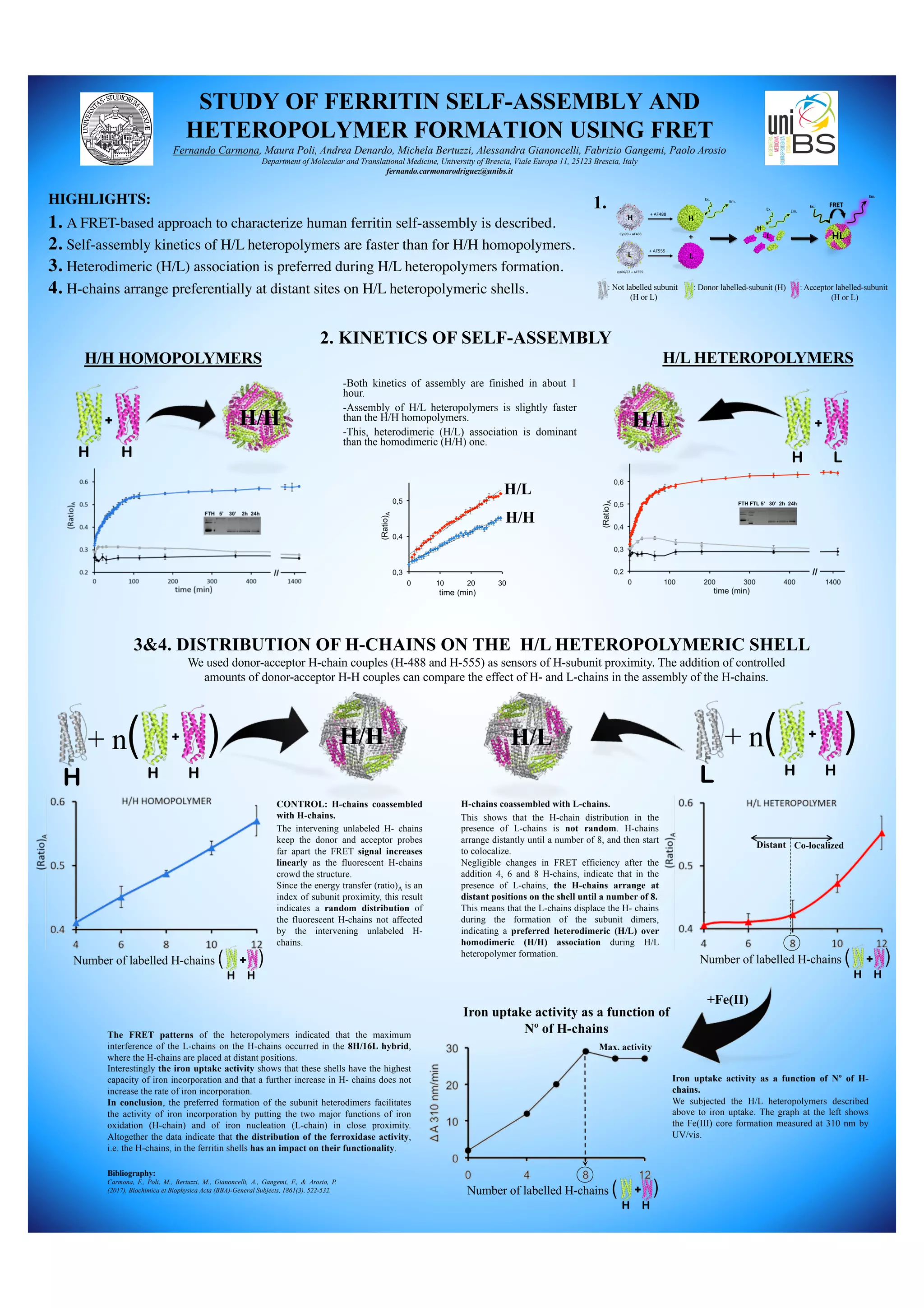 STUDY OF FERRITIN SELF-ASSEMBLY AND HETEROPOLYMER FORMATION USING FRET ...