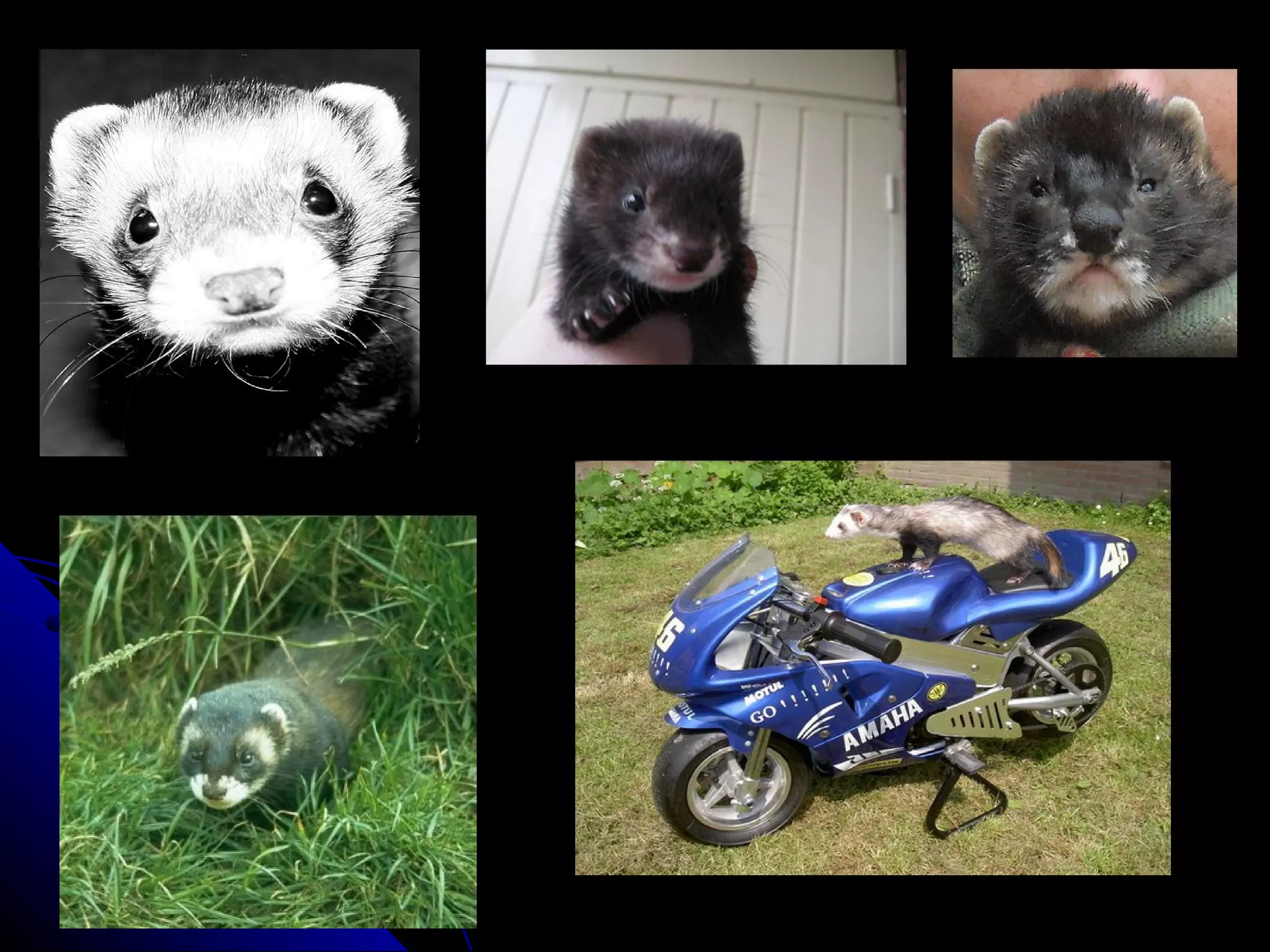 Fretten spreekbeurt | PPT