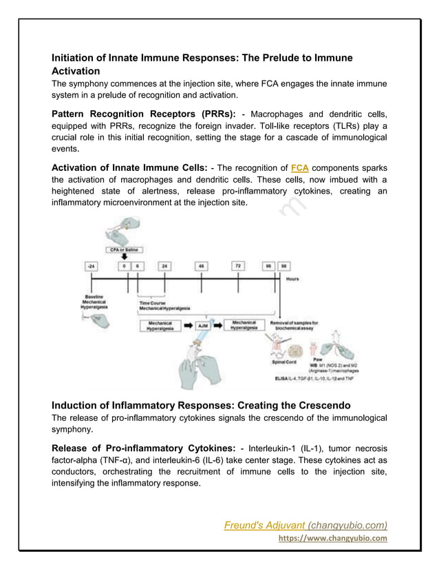 Freund's Complete Adjuvant in Research and its Path to Clinical Applications.pdf