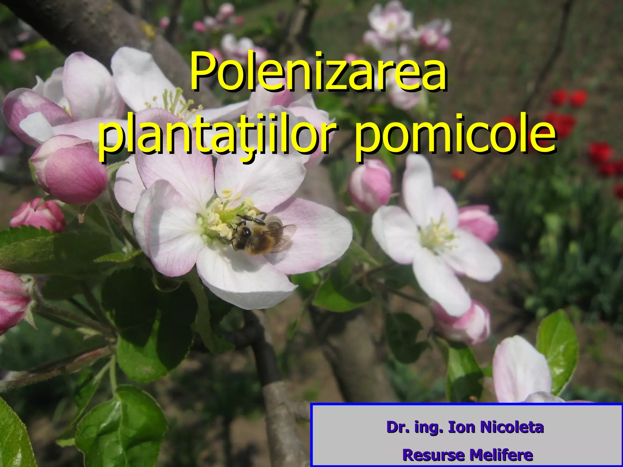 Polenizarea plantatiilor pomicole | PPT