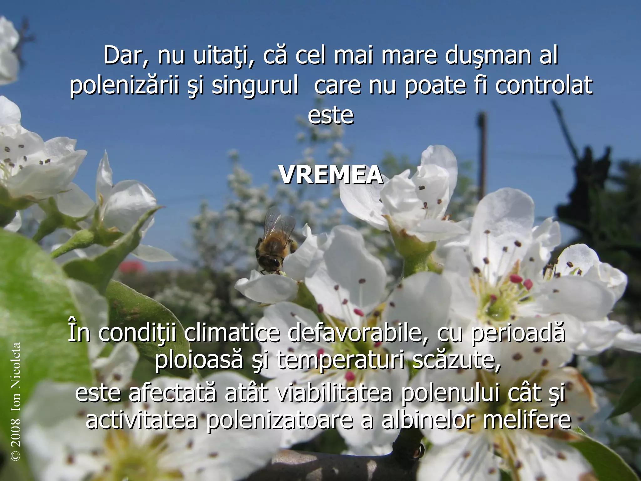 Polenizarea plantatiilor pomicole | PPT