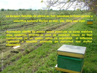 Polenizarea plantatiilor pomicole | PPT