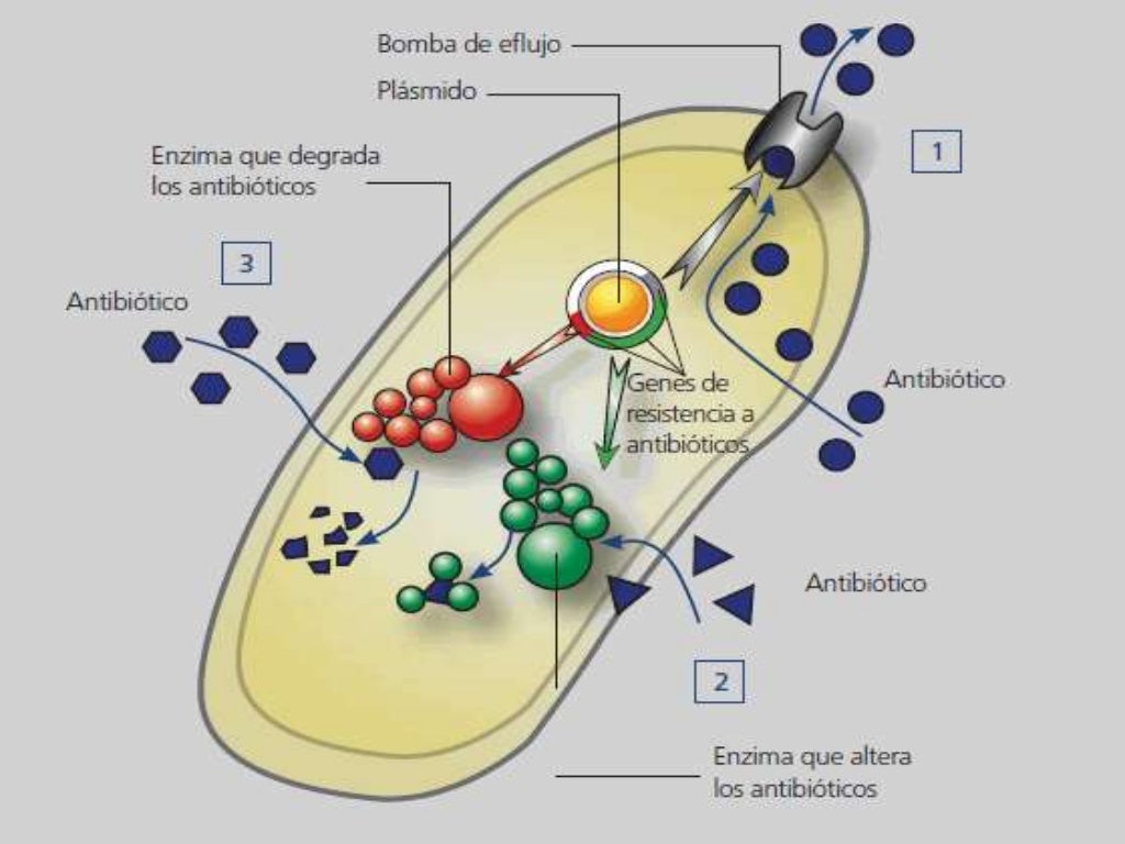 RESISTENCIA BACTERIANA
