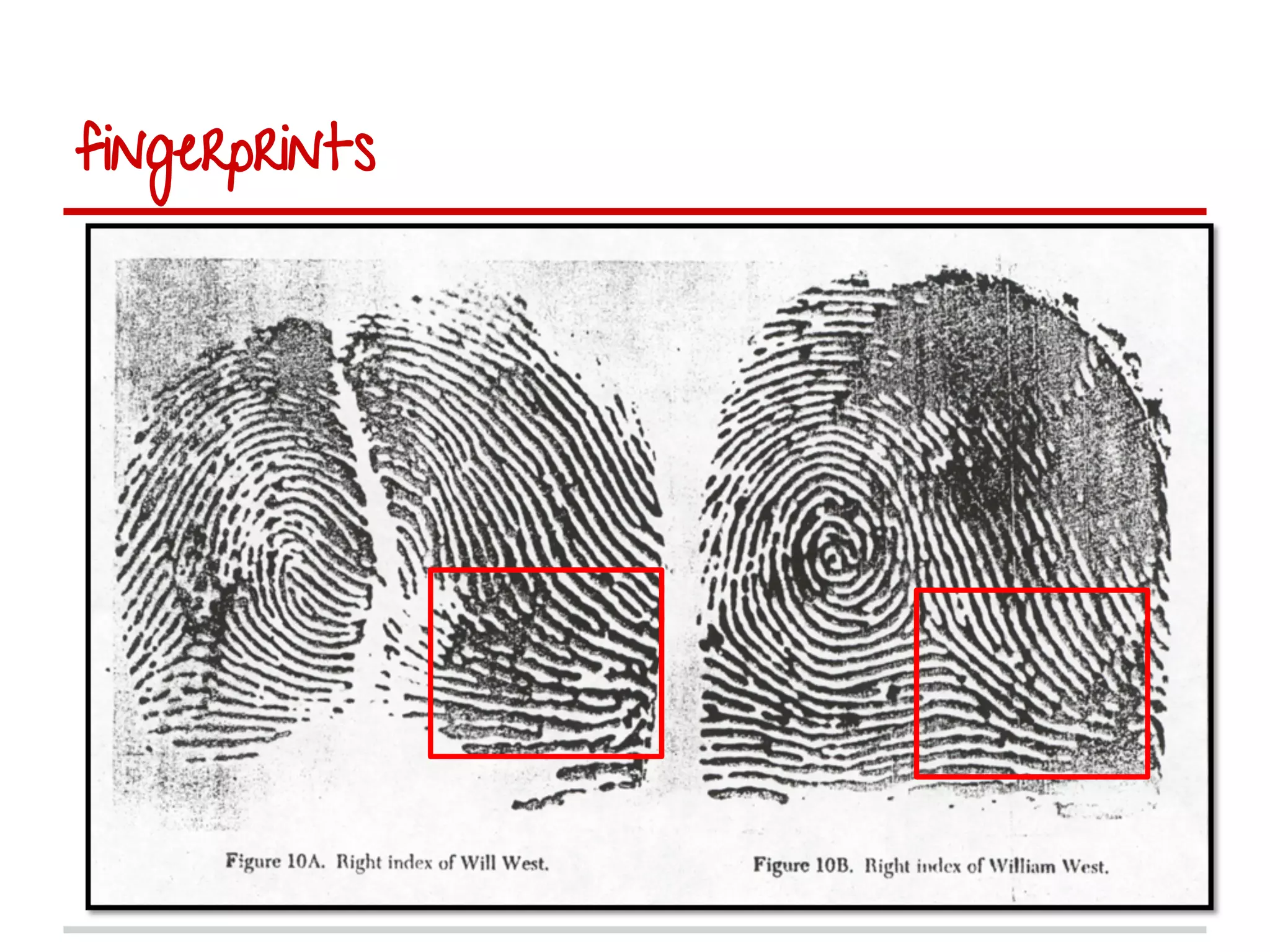 Friction ridge analysis | PDF