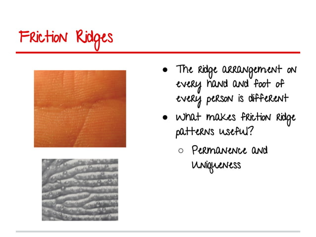 Friction ridge analysis | PDF