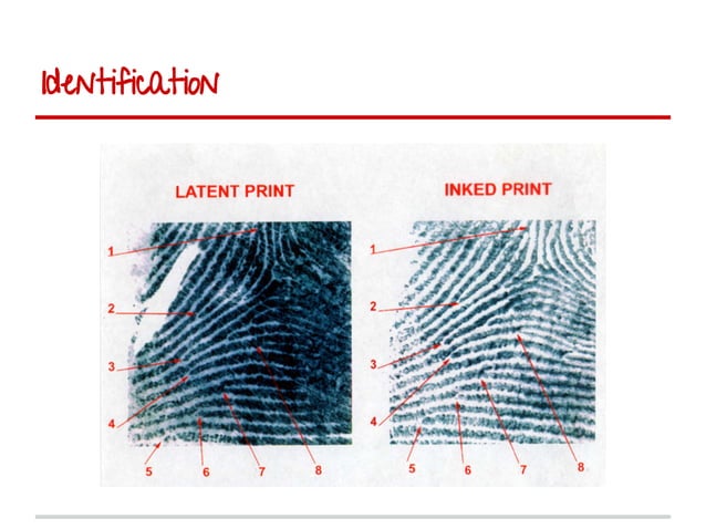 Friction ridge analysis | PDF