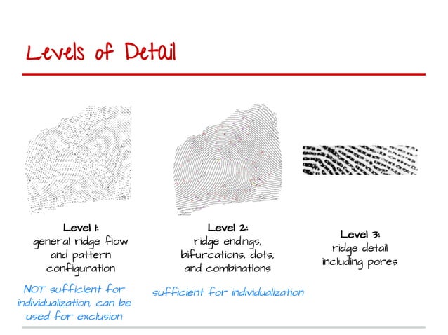 Friction ridge analysis | PDF