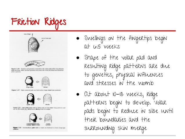 Friction ridge analysis