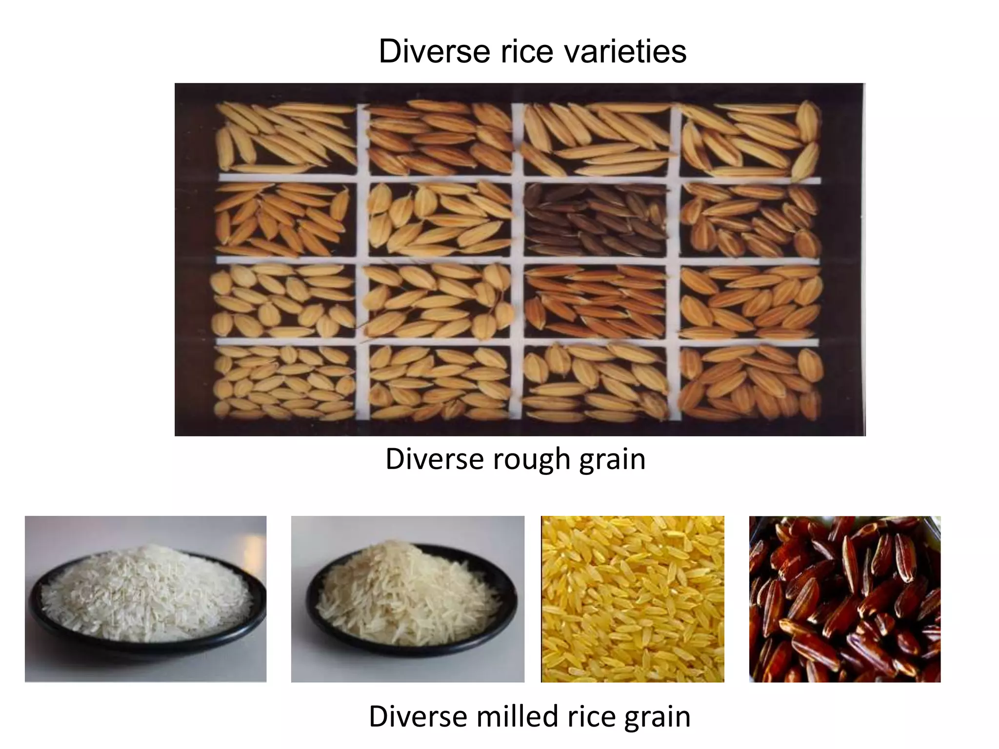 Drought as major abiotic constraint in rice production | PPT