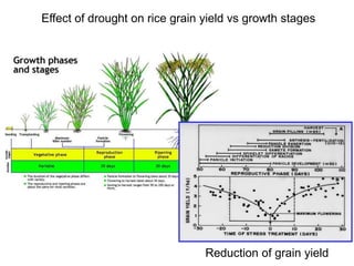 Drought as major abiotic constraint in rice production | PPTX