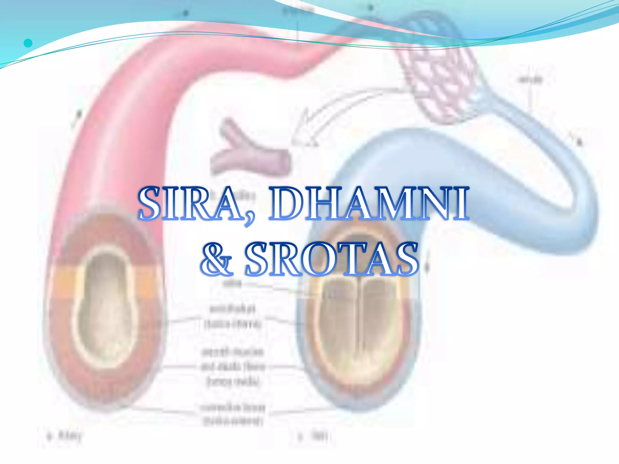 ayurveda-sira dhamni srotas | PPTX