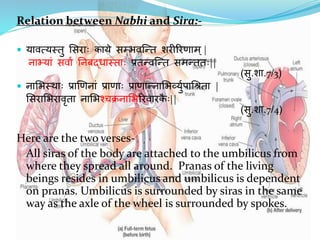 ayurveda-sira dhamni srotas | PPTX