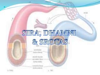 ayurveda-sira dhamni srotas | PPTX