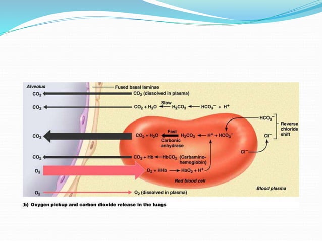 ayurveda-sira dhamni srotas | PPTX | Hinduism | Religion & Spirituality