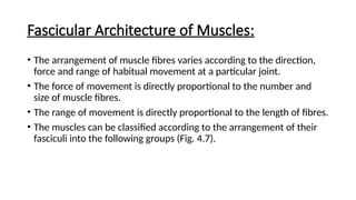 Comprehensive Overview of Muscular and Fascicular Architecture in Human ...