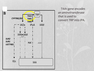 Characterizing Auxin Biosynthetic Mutants in Arabidopsis thaliana | PPTX