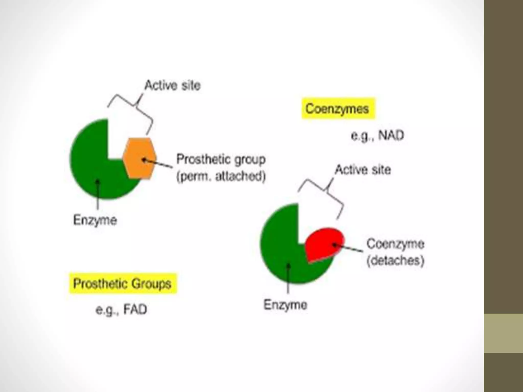protein classification and it's properties | PPTX