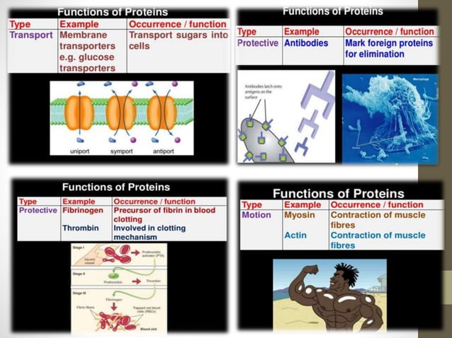 protein classification and it's properties | PPTX | Chemistry | Science